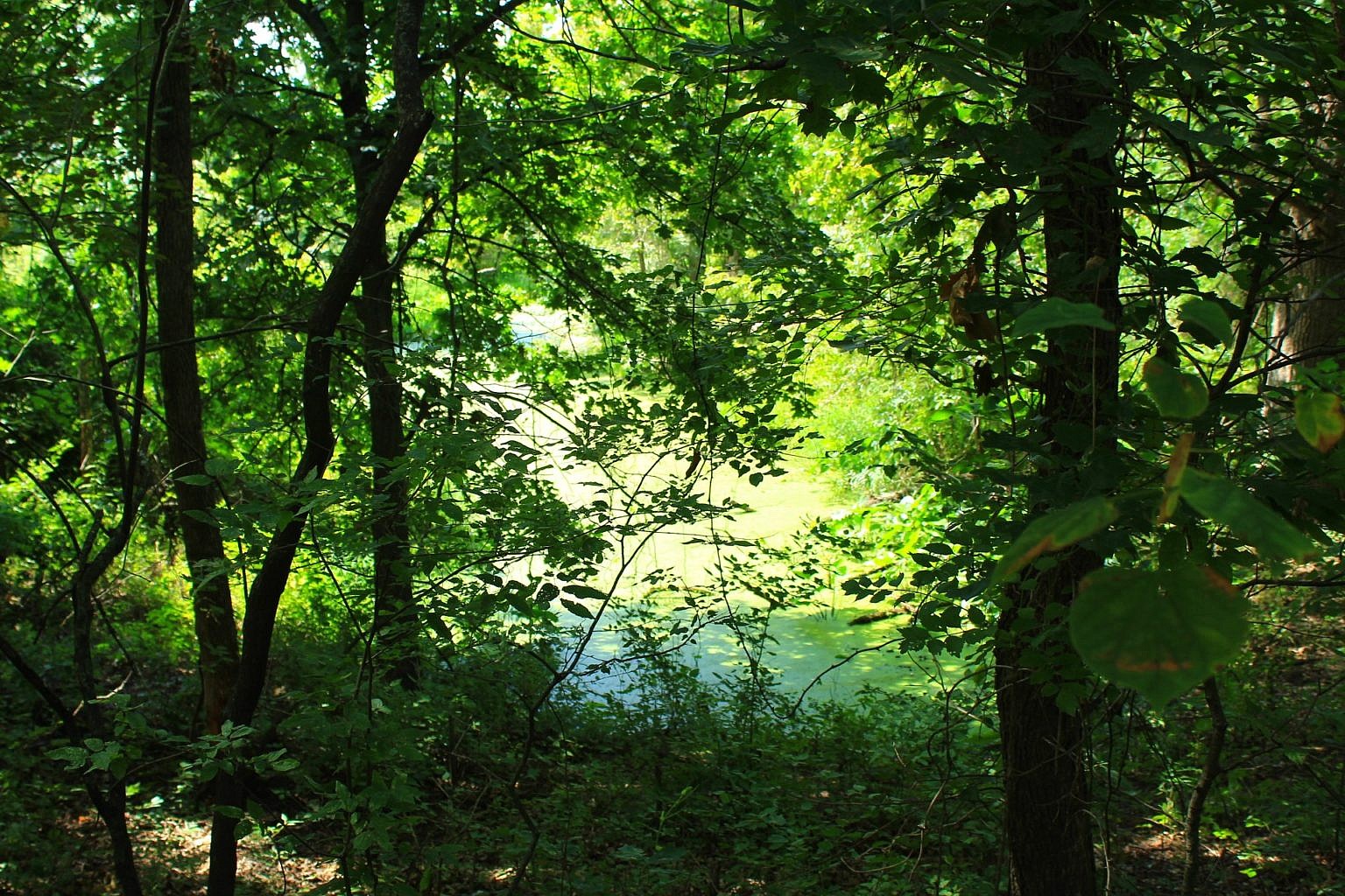Oxley: Oxbow Lake/North Woods Trails - 2 mi | Arklahoma Hiker