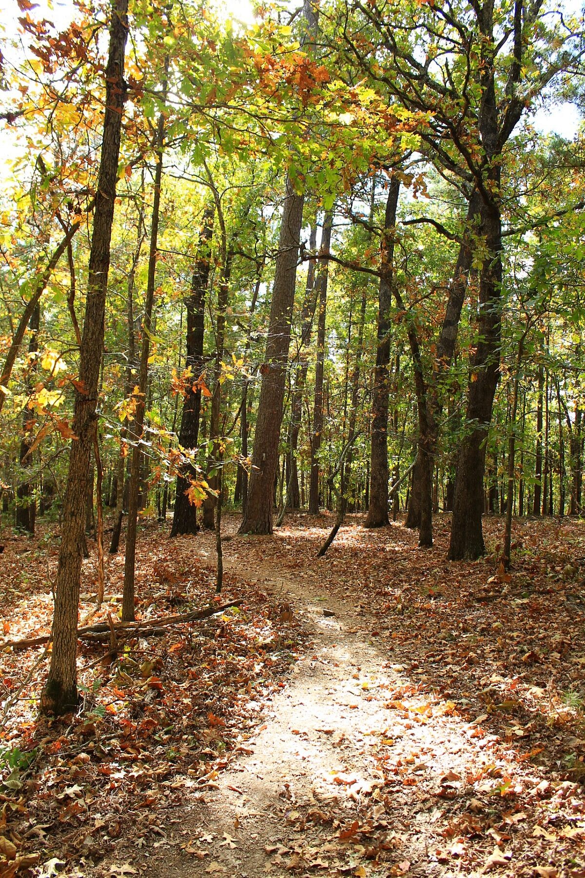 Hobbs: Hidden Diversity - Bashore Ridge Loop - 4 mi | Arklahoma Hiker